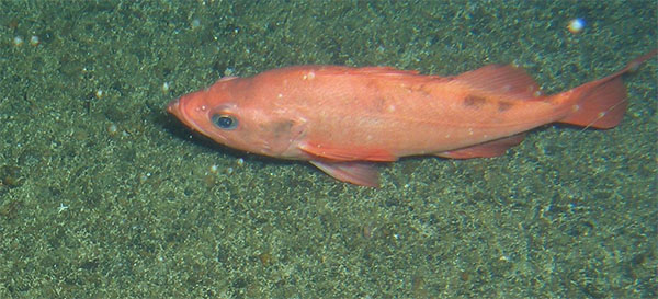 장문볼락(Pacific Ocean perch). Sebastes alutus