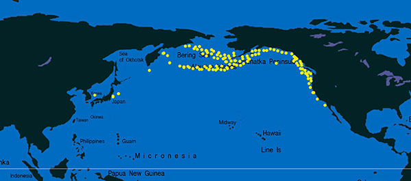 장문볼락(Pacific Ocean perch). Sebastes alutus