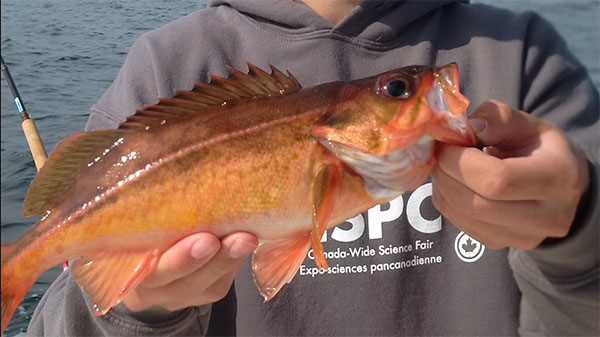 장문볼락(Pacific Ocean perch). Sebastes alutus