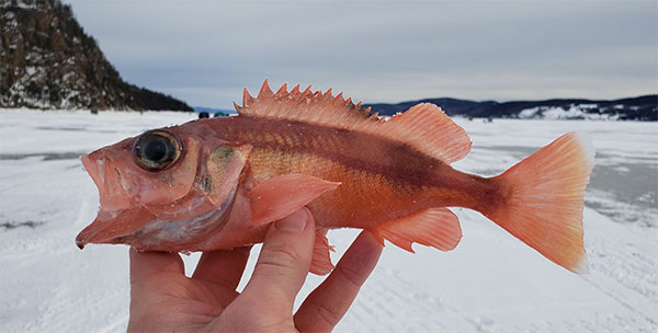 장문볼락(Pacific Ocean perch). Sebastes alutus