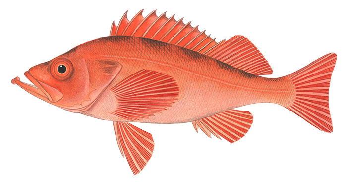 장문볼락(Pacific Ocean perch). Sebastes alutus