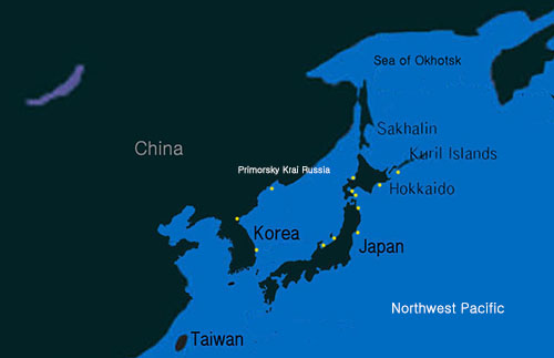 돌삼뱅이(Brickred rockfish). Sebastes baramenuke