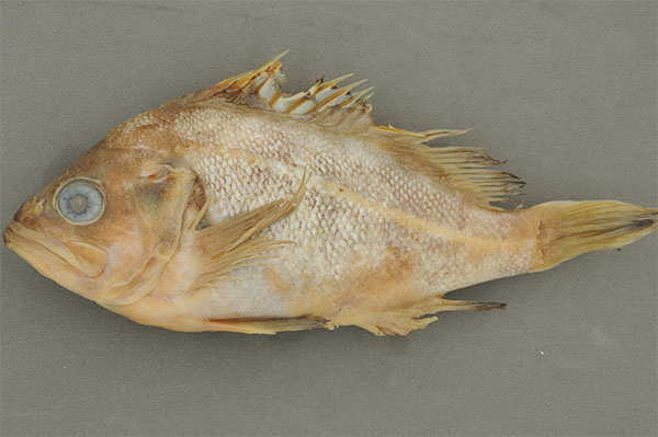 돌삼뱅이(Brickred rockfish). Sebastes baramenuke