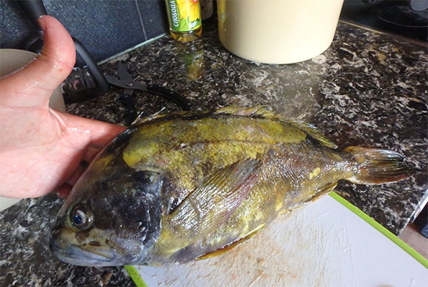 청회볼락(Gray rockfish). Sebastes glaucus