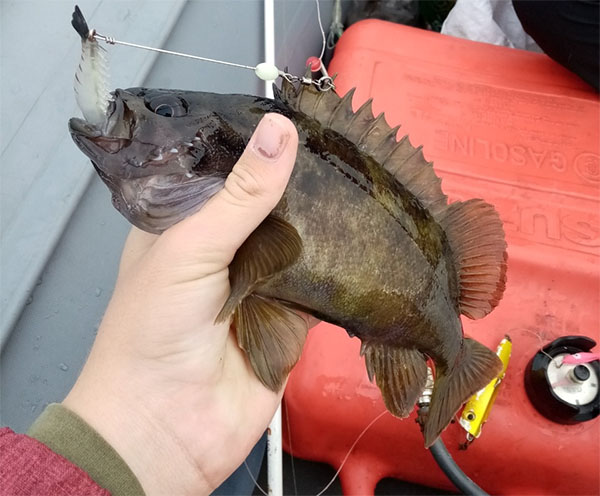 청회볼락(Gray rockfish). Sebastes glaucus