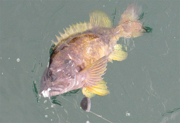 청회볼락(Gray rockfish). Sebastes glaucus
