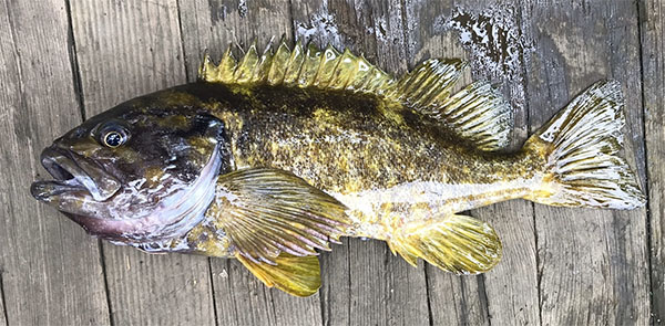 청회볼락(Gray rockfish). Sebastes glaucus