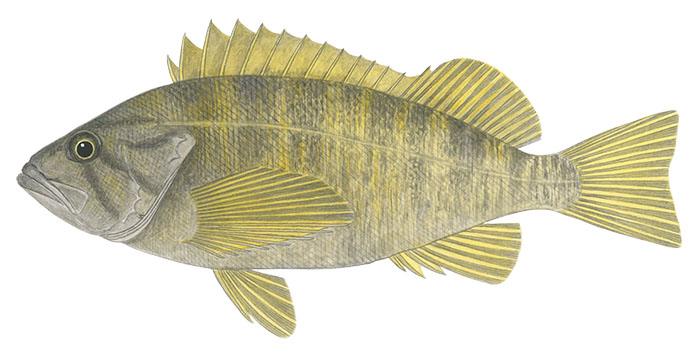 청회볼락(Gray rockfish). Sebastes glaucus