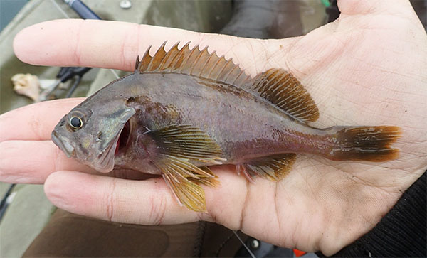 청회볼락(Gray rockfish). Sebastes glaucus