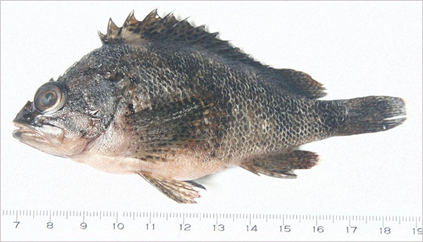우럭볼락(Armorclad rockfish). Sebastes hubbsi