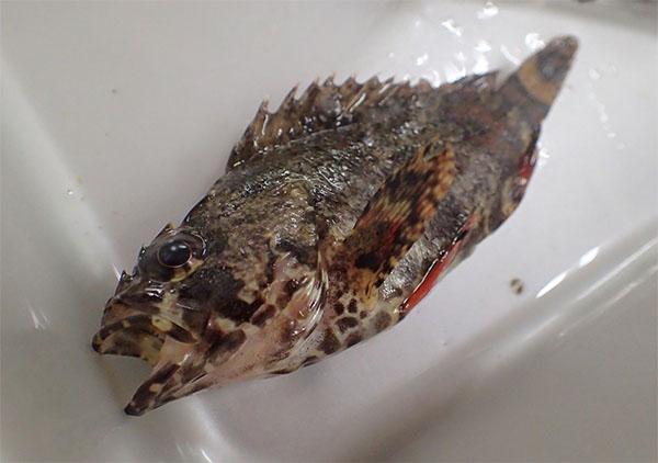 우럭볼락(Armorclad rockfish). Sebastes hubbsi