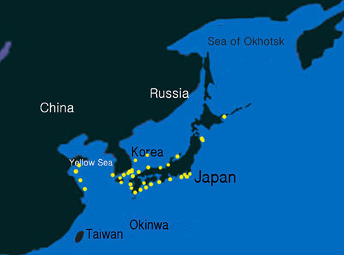 우럭볼락(Armorclad rockfish). Sebastes hubbsi