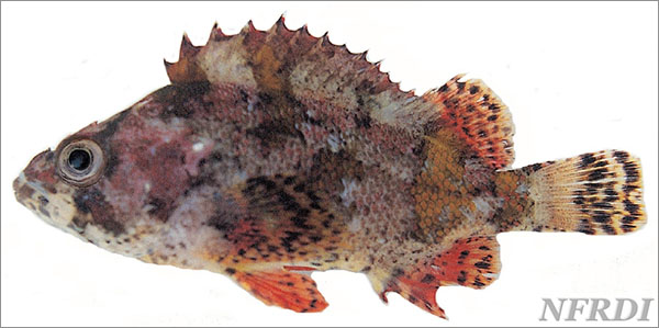 우럭볼락(Armorclad rockfish). Sebastes hubbsi