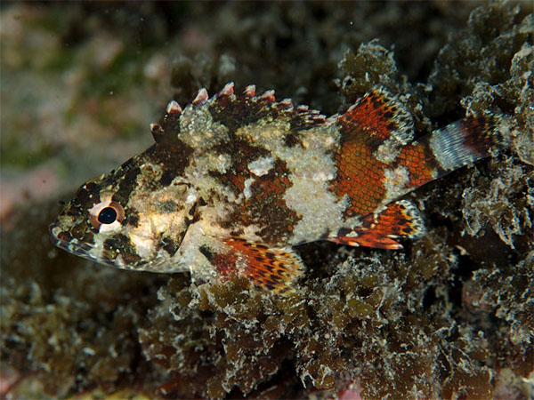 우럭볼락(Armorclad rockfish). Sebastes hubbsi