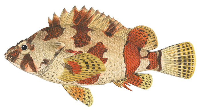 우럭볼락(Armorclad rockfish). Sebastes hubbsi