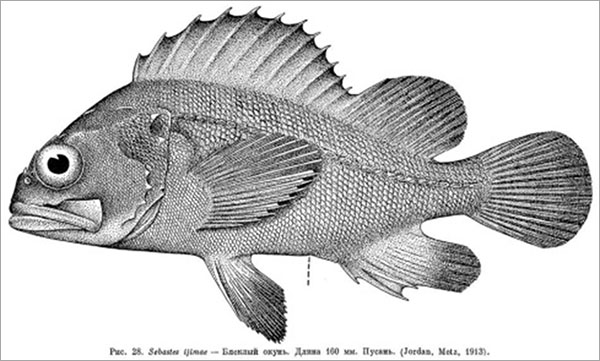 눌치볼락(Korean fox jacopever). Sebastes ijimae