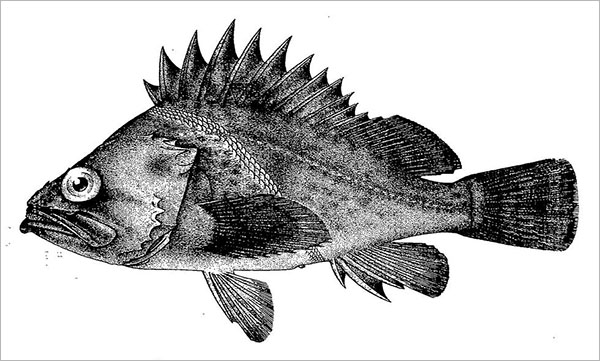 눌치볼락(Korean fox jacopever). Sebastes ijimae