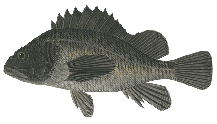 눌치볼락(Korean fox jacopever). Sebastes ijimae