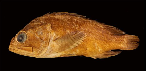 눌치볼락(Korean fox jacopever). Sebastes ijimae