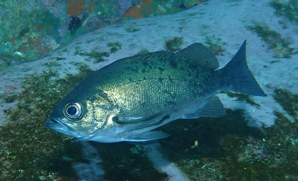 볼락((Japanese red seaperch or Dark-banded rockfish). Sebastes inermis