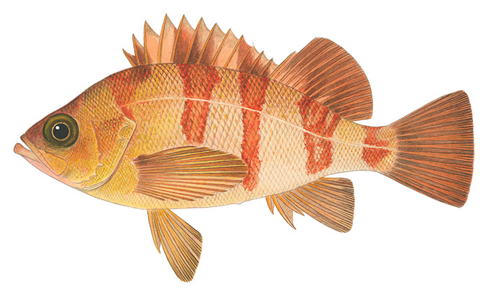 볼락((Japanese red seaperch or Dark-banded rockfish). Sebastes inermis