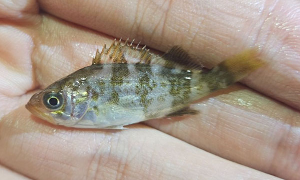 볼락((Japanese red seaperch or Dark-banded rockfish). Sebastes inermis