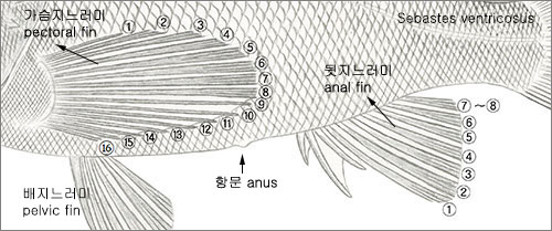 볼락((Japanese red seaperch or Dark-banded rockfish). Sebastes inermis