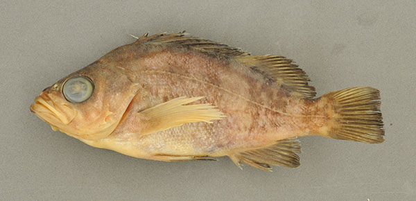 볼락((Japanese red seaperch or Dark-banded rockfish). Sebastes inermis