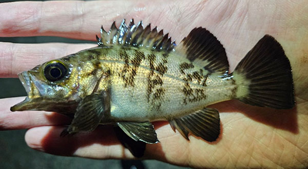 볼락((Japanese red seaperch or Dark-banded rockfish). Sebastes inermis