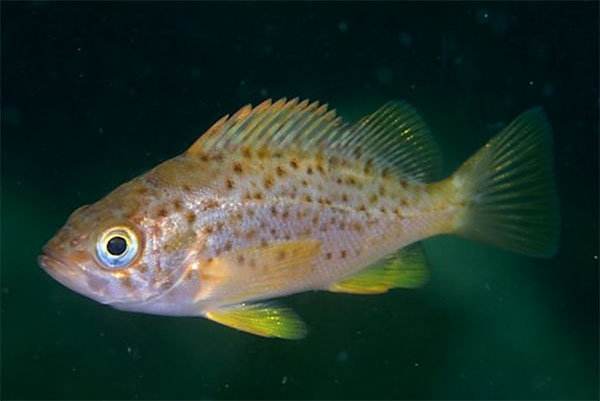 볼락((Japanese red seaperch or Dark-banded rockfish). Sebastes inermis