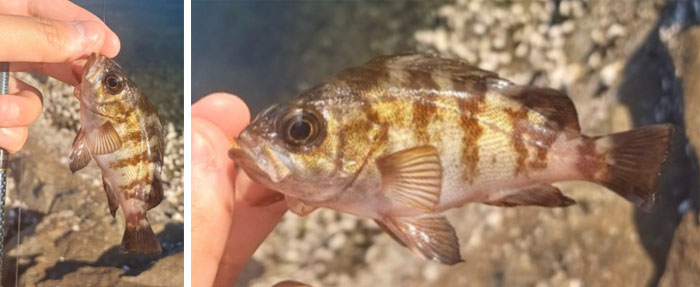볼락((Japanese red seaperch or Dark-banded rockfish). Sebastes inermis