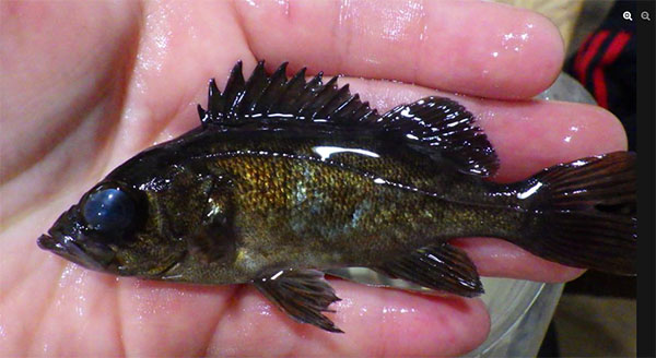 볼락((Japanese red seaperch or Dark-banded rockfish). Sebastes inermis