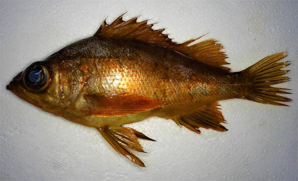 볼락((Japanese red seaperch or Dark-banded rockfish). Sebastes inermis