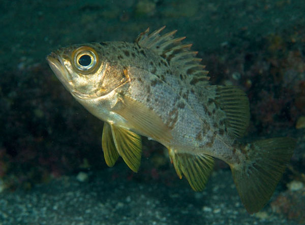 볼락((Japanese red seaperch or Dark-banded rockfish). Sebastes inermis