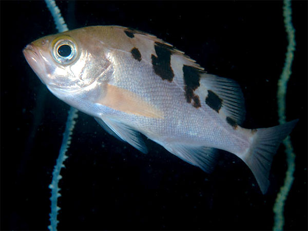 도화볼락(Togot seaperch). Sebastes joyneri