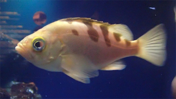 도화볼락(Togot seaperch). Sebastes joyneri