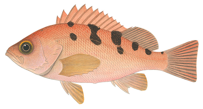 도화볼락(Togot seaperch). Sebastes joyneri