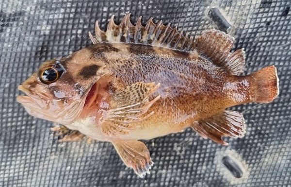 황해볼락(Yellow Sea rockfish). Sebastes koreanus