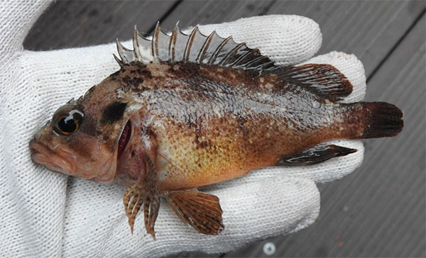 황해볼락(Yellow Sea rockfish). Sebastes koreanus