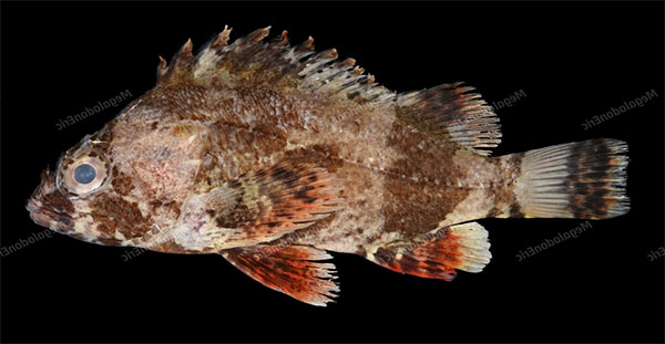 흰꼬리볼락(Longspined rockfish). Sebastes longispinis