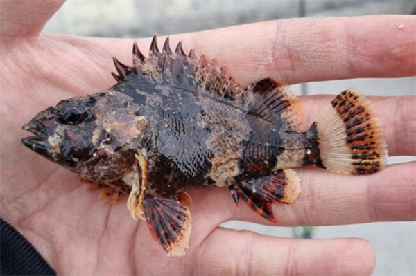 흰꼬리볼락(Longspined rockfish). Sebastes longispinis