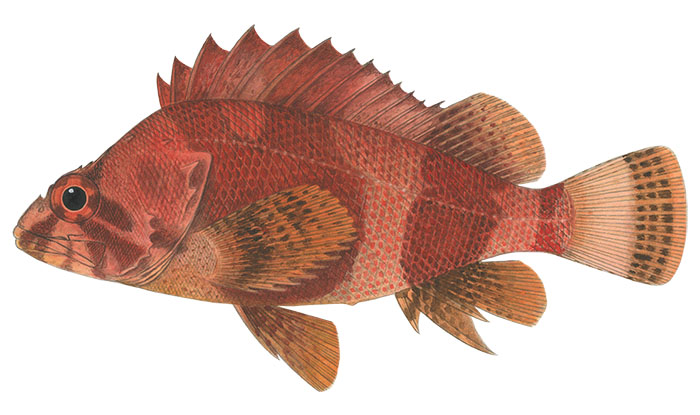 흰꼬리볼락(Longspined rockfish). Sebastes longispinis