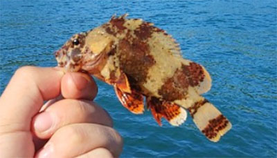 흰꼬리볼락(Longspined rockfish). Sebastes longispinis