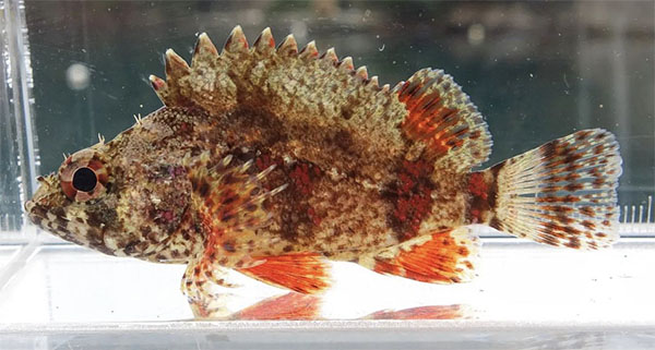 흰꼬리볼락(Longspined rockfish). Sebastes longispinis