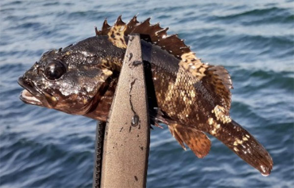 흰꼬리볼락(Longspined rockfish). Sebastes longispinis