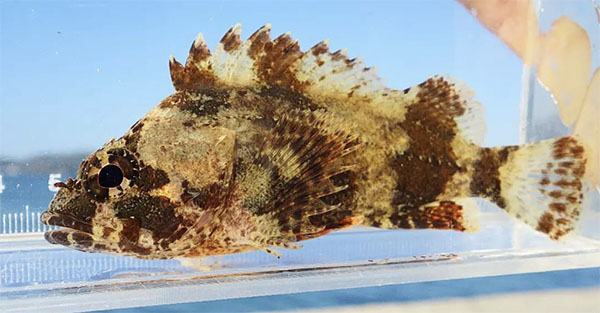 흰꼬리볼락(Longspined rockfish). Sebastes longispinis