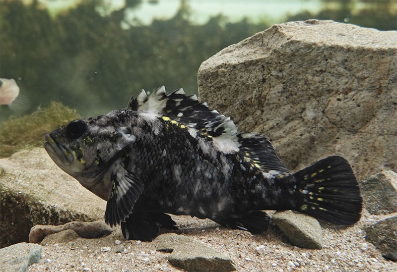 황점개볼락(Yellowspot brass bloched rockfish) Sebastes nudus