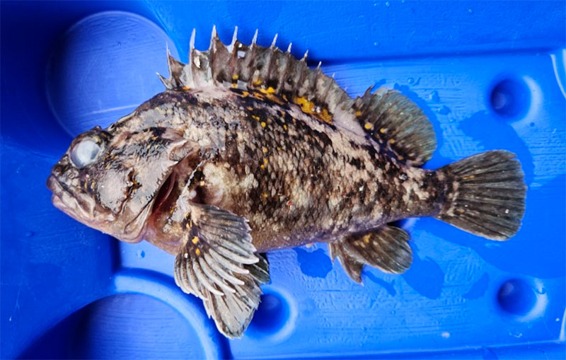 황점개볼락(Yellowspot brass bloched rockfish) Sebastes nudus