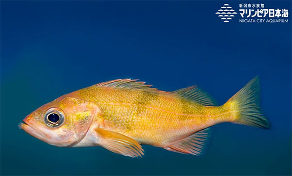 황볼락(Oweston sting fish). Sebastes owstoni
