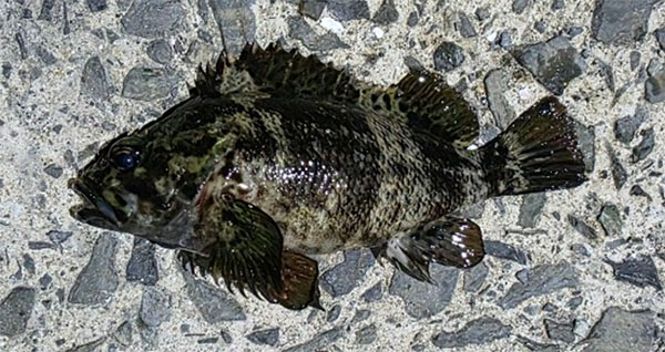 개볼락(Spotbelly rockfish). Sebastes pachycephalus